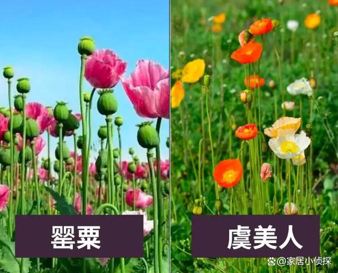 虞美人花为啥国家禁了图标