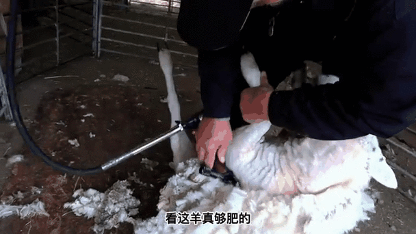 刮羊毛什么意思图标