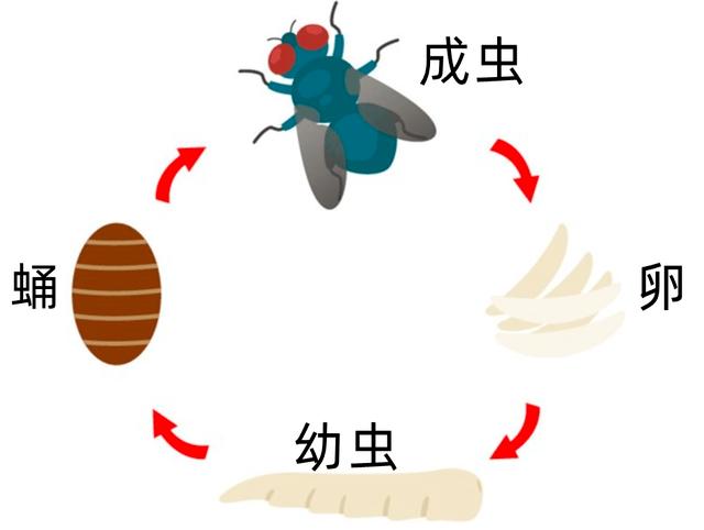 苍蝇定律图标