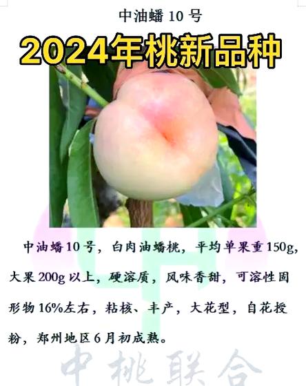 桃树苗批发基地16个桃树品种图标