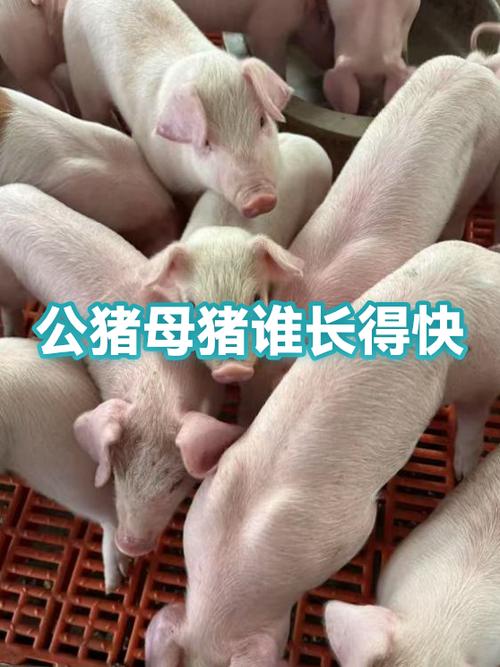 公猪吐后不吃的原因截图