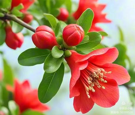 石榴花图片图标