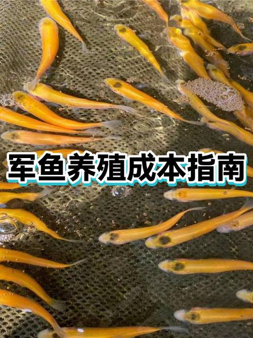 军鱼好养吗截图