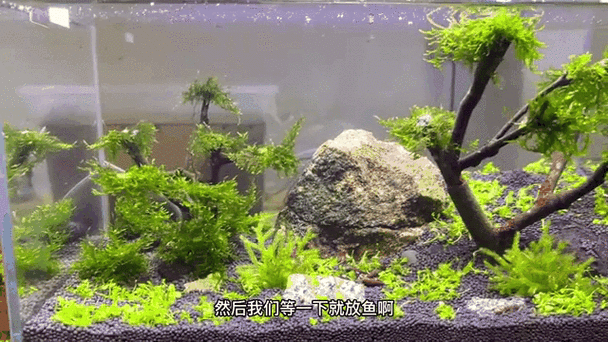 鱼缸晚上不关灯对鱼有影响吗截图