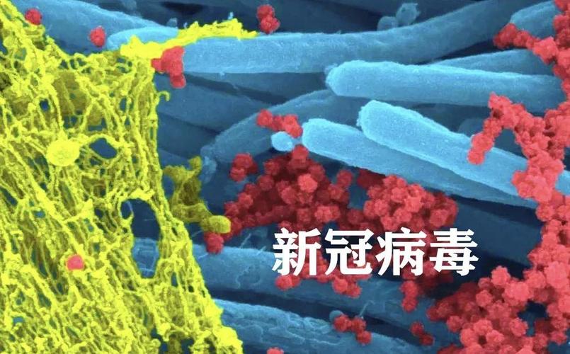 全国新型病毒实况图标