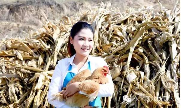 养鸡专业户高琳 视频图标
