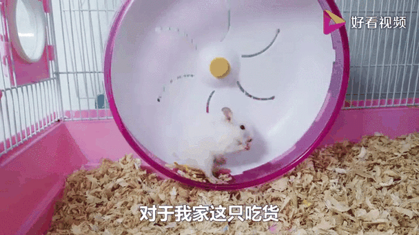 仓鼠怎么训练跟随主人图标
