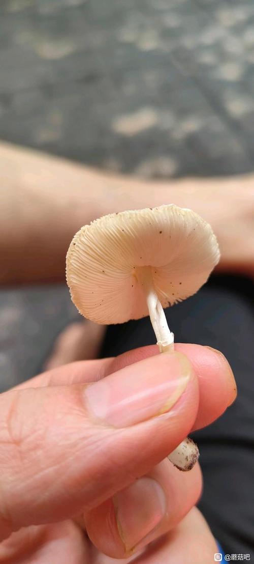 百度蘑菇5秒跳转图标