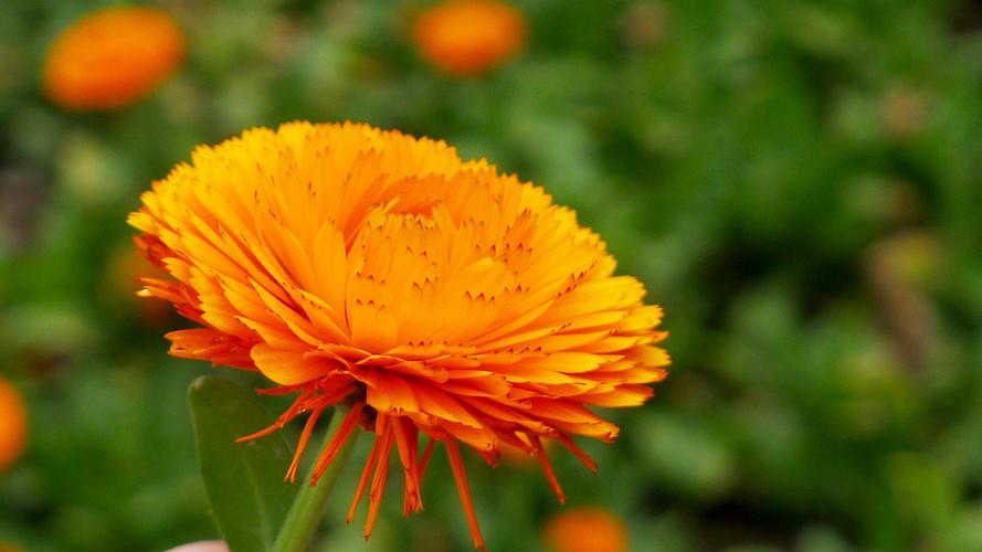 花草