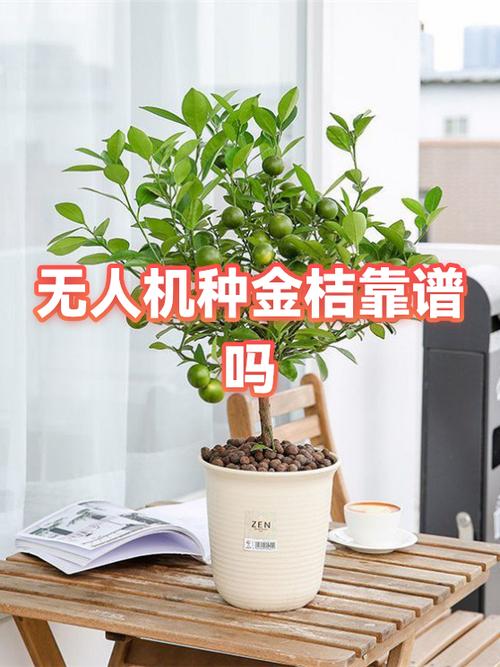 金桔财务靠谱吗