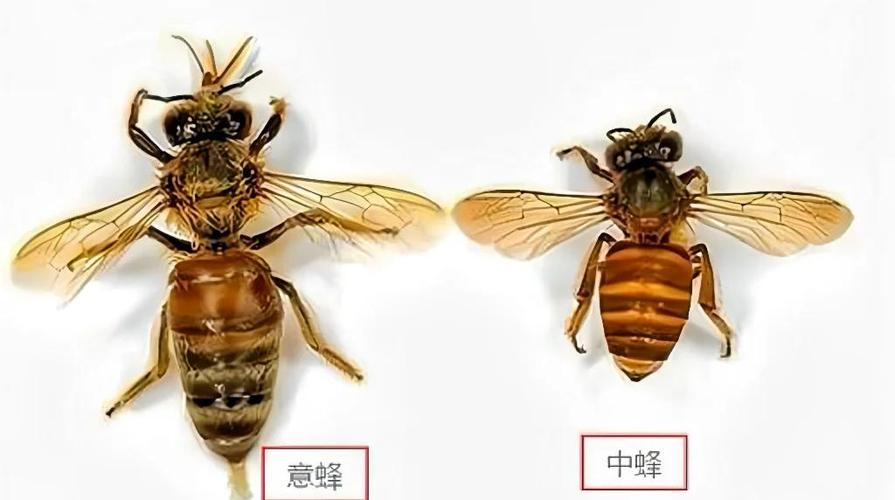 意蜂养殖技术视频全集养图标