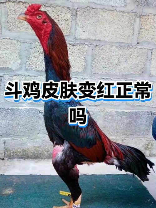 中国自由斗鸡论坛最新版截图