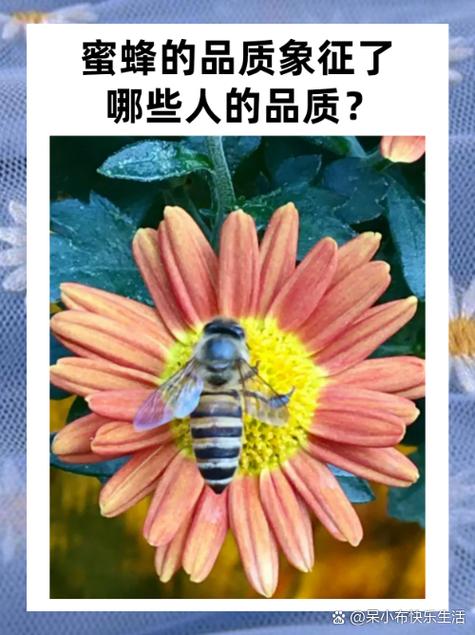 招蜜蜂的人不是一般人图标