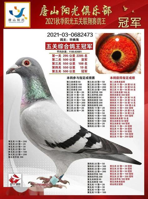 安捷赛鸽app图标