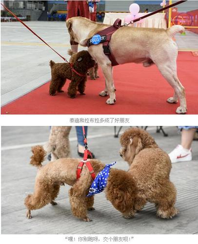 宠物相亲派对截图