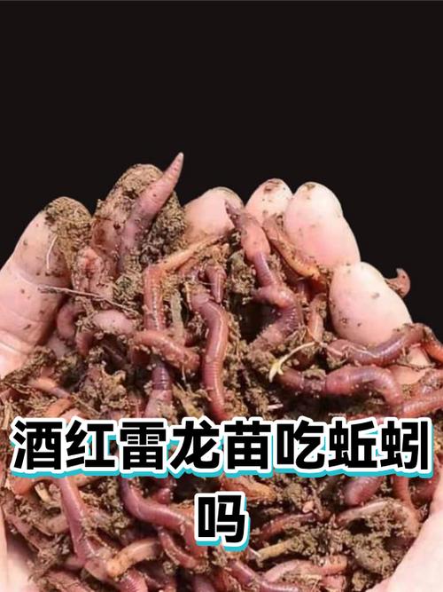 驯服雷龙需要注意什么截图