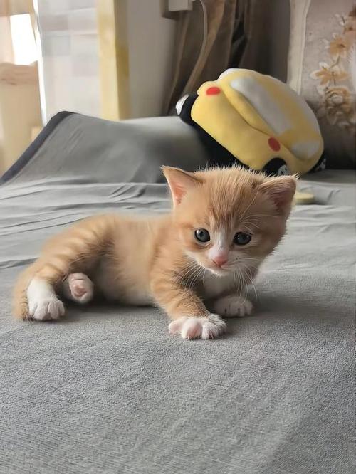 小桔猫可靠吗图标