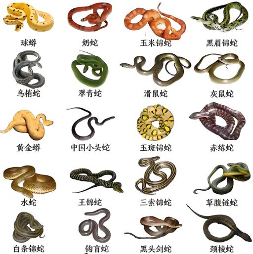 蛇照片大全图标