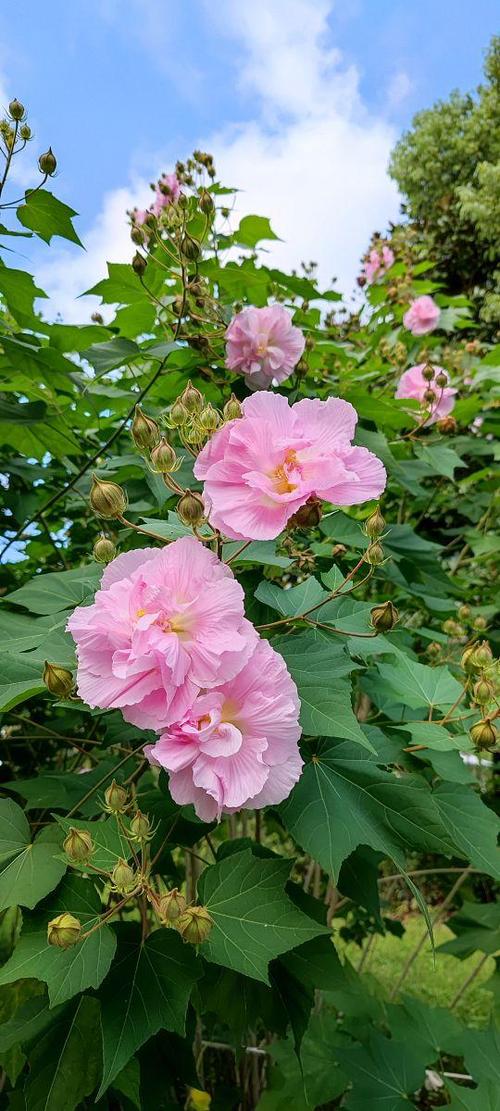 芙蓉花图片截图