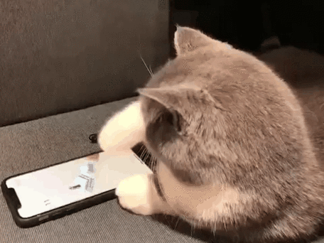 猫会玩手机吗图标