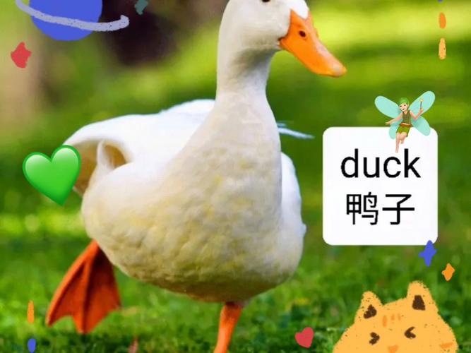 鸭子英文版图标