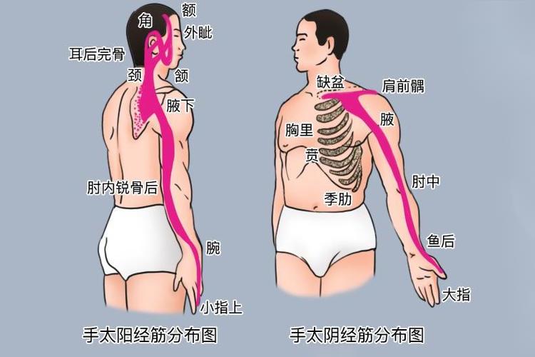 十二经筋高清图图标