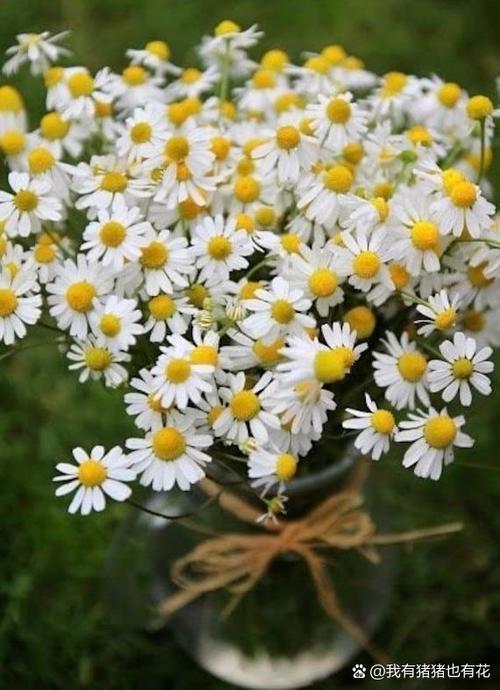 洋甘菊的花语和寓意图标