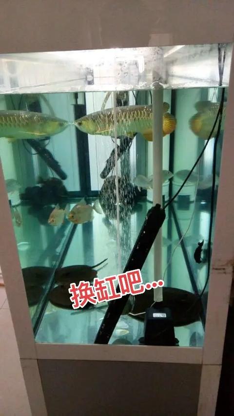 金龙怎么养才养得好图标