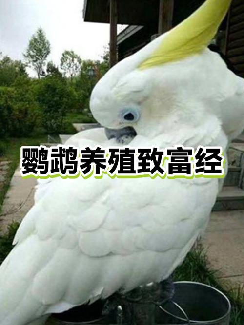 鹦鹉致富