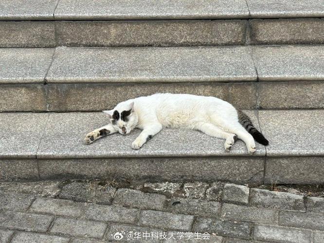 睡觉的小猫咪下载图标