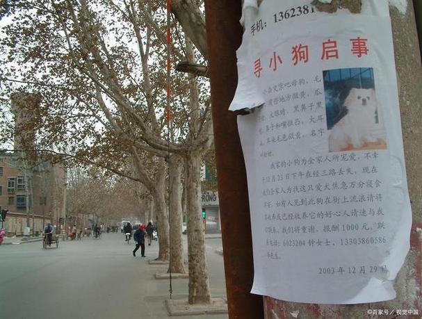 离我最近的宠物店截图