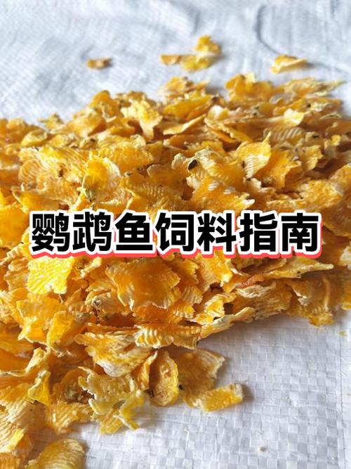 鹦鹉鱼多长时间喂一次图标
