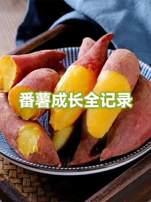 番薯学院教育视频图标