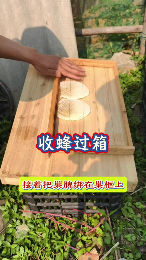 蜜蜂过箱最忌三个东西游戏截图