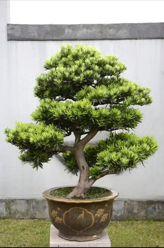 门前最旺三种树图标