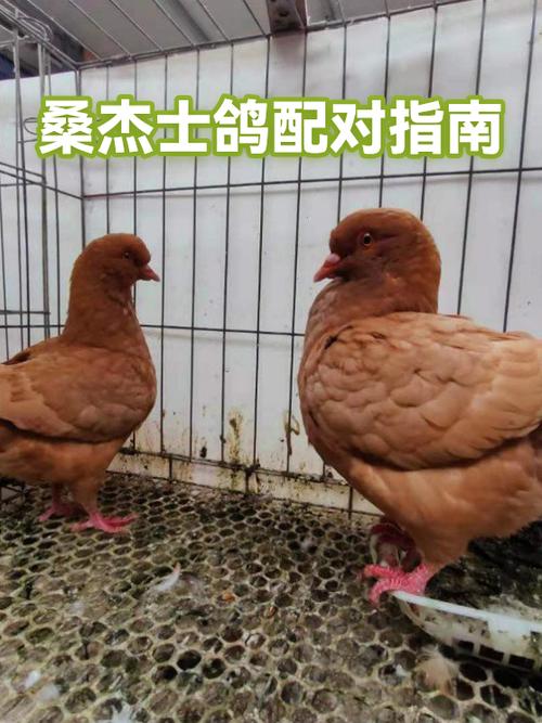怎样才能让鸽子快速配对图标