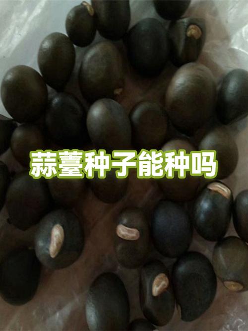 蒜苔种子和大蒜种子一样吗图标