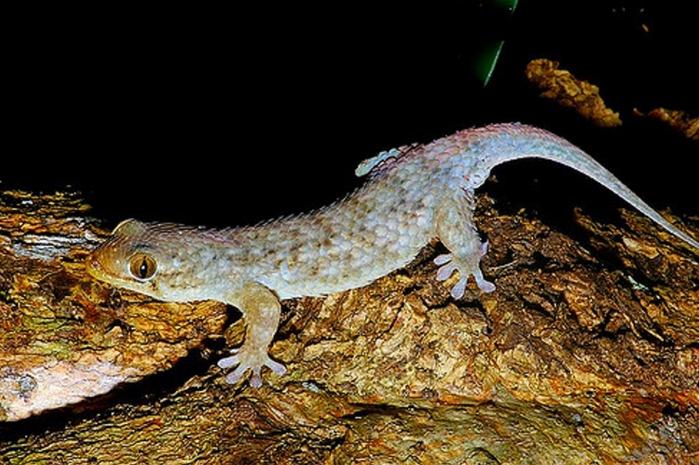 Gecko内核截图