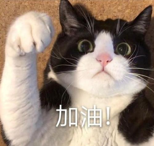猫猫加油截图