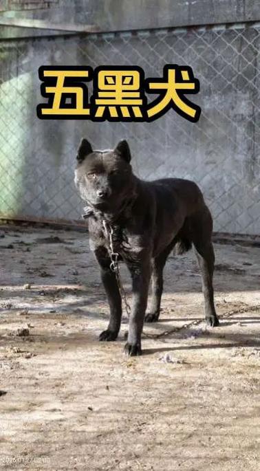 5黑犬多少钱一只图标