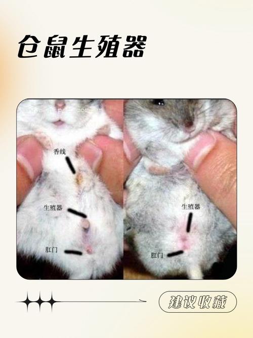 仓鼠图片真实