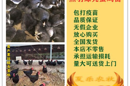 鸡苗孵化厂家联系电话