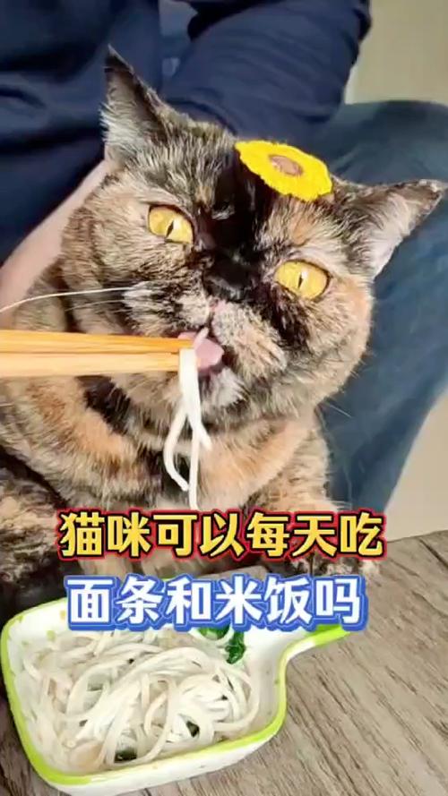 养猫小视频截图