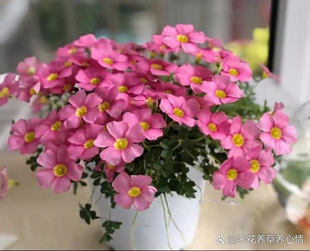 阳光养花赚钱图标