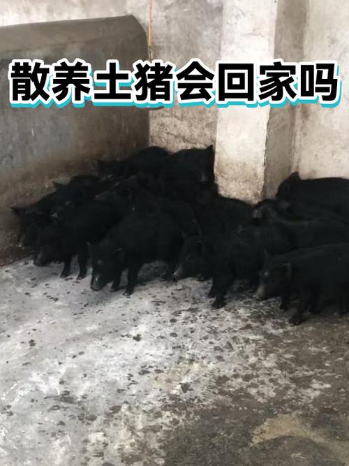 附近3公里以内小猪仔出售
