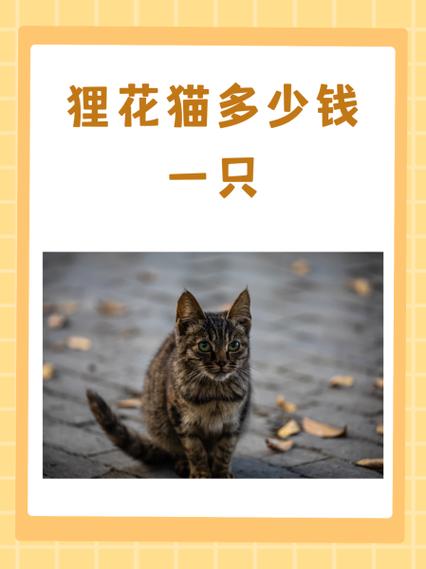 花猫直播白嫖多少钱截图