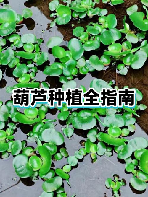 葫芦不想要怎么处理掉图标