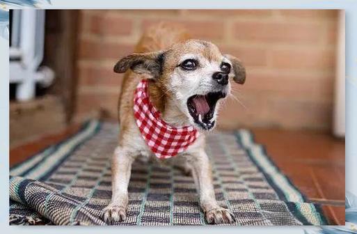 犬恶吠穷