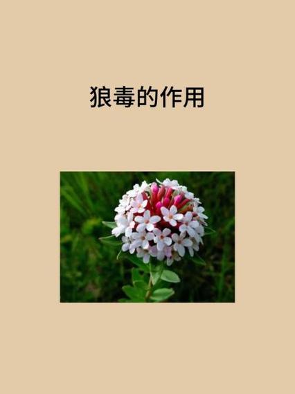 狼毒对肿瘤起作用吗