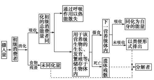能量流动生长发育繁殖的能量截图